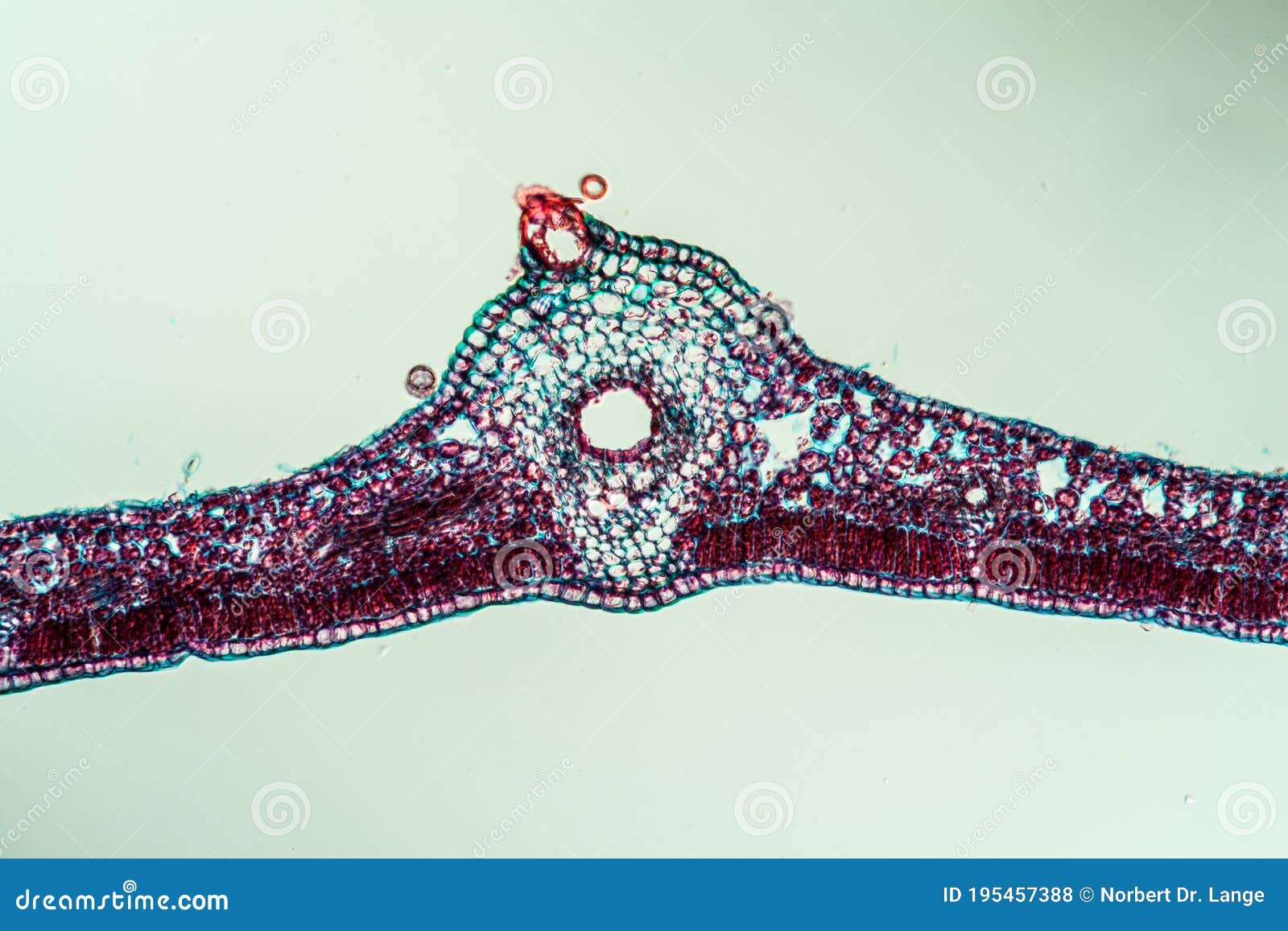 Ivy leaf in cross section stock photo. Image of tissue - 195457388