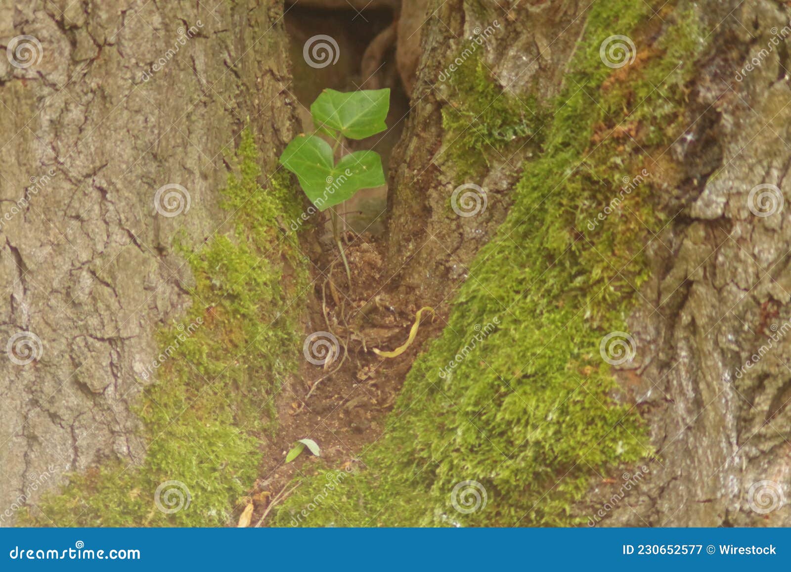 An Ivy Leaf on a Dividing Tree Trunk Stock Image - Image of bark, moss ...