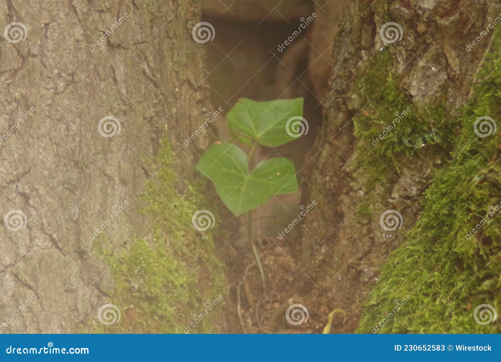 An Ivy Leaf on a Dividing Tree Trunk Stock Image - Image of green ...