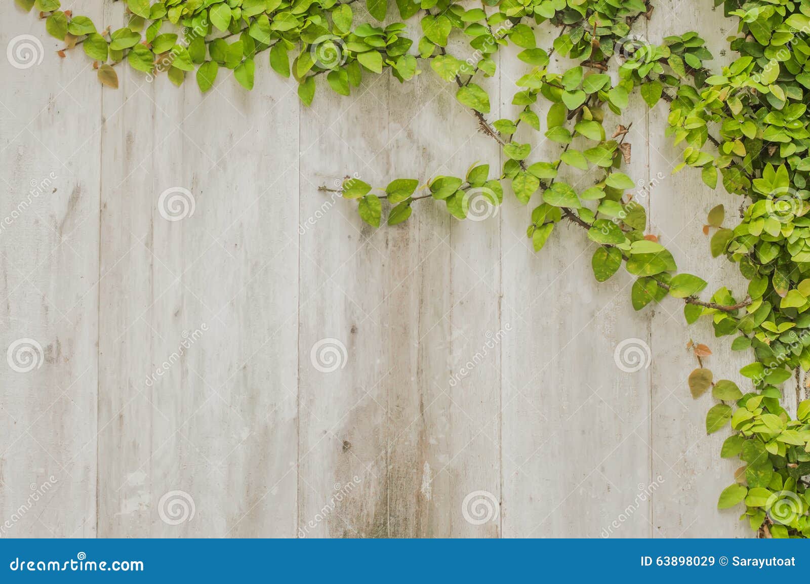 Ivy Leaf Frame on Plank Wood Wall Stock Image - Image of flourish ...
