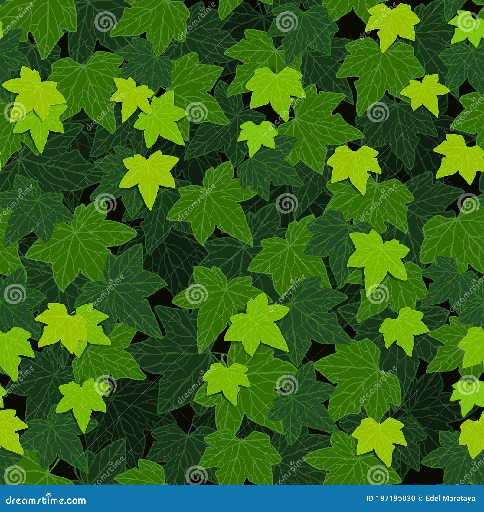 Aka Ivy Leaf Drawing