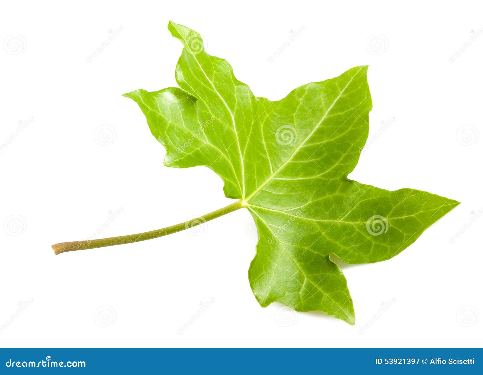 Ivy leaf stock image. Image of hedera, nature, botany - 53921397