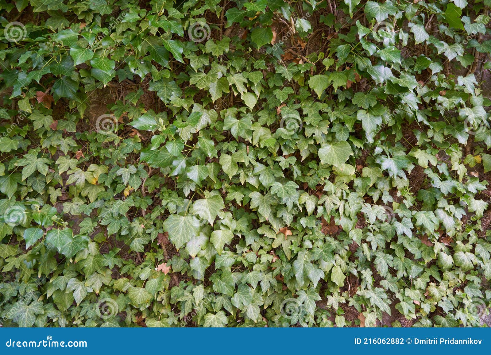 Ivy Leaf Texture, Bright and Fresh on a Sunny Day, Climbing Plant Ivy ...