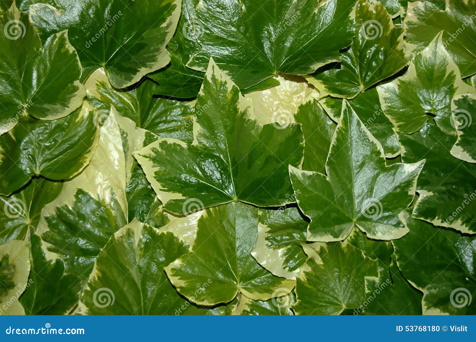 Ivy leaf texture stock photo. Image of botany, flora - 53768180