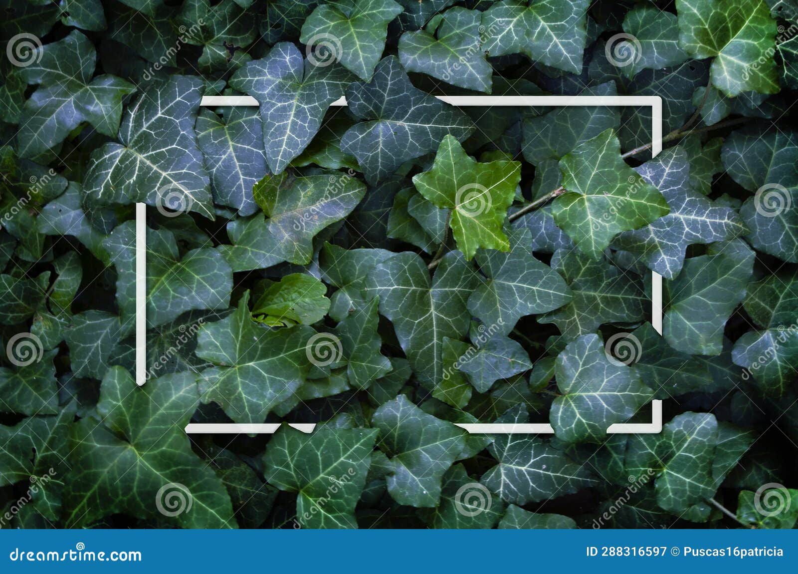 Ivy Leaf Texture with White Frame on Dark Green Background Stock Image ...