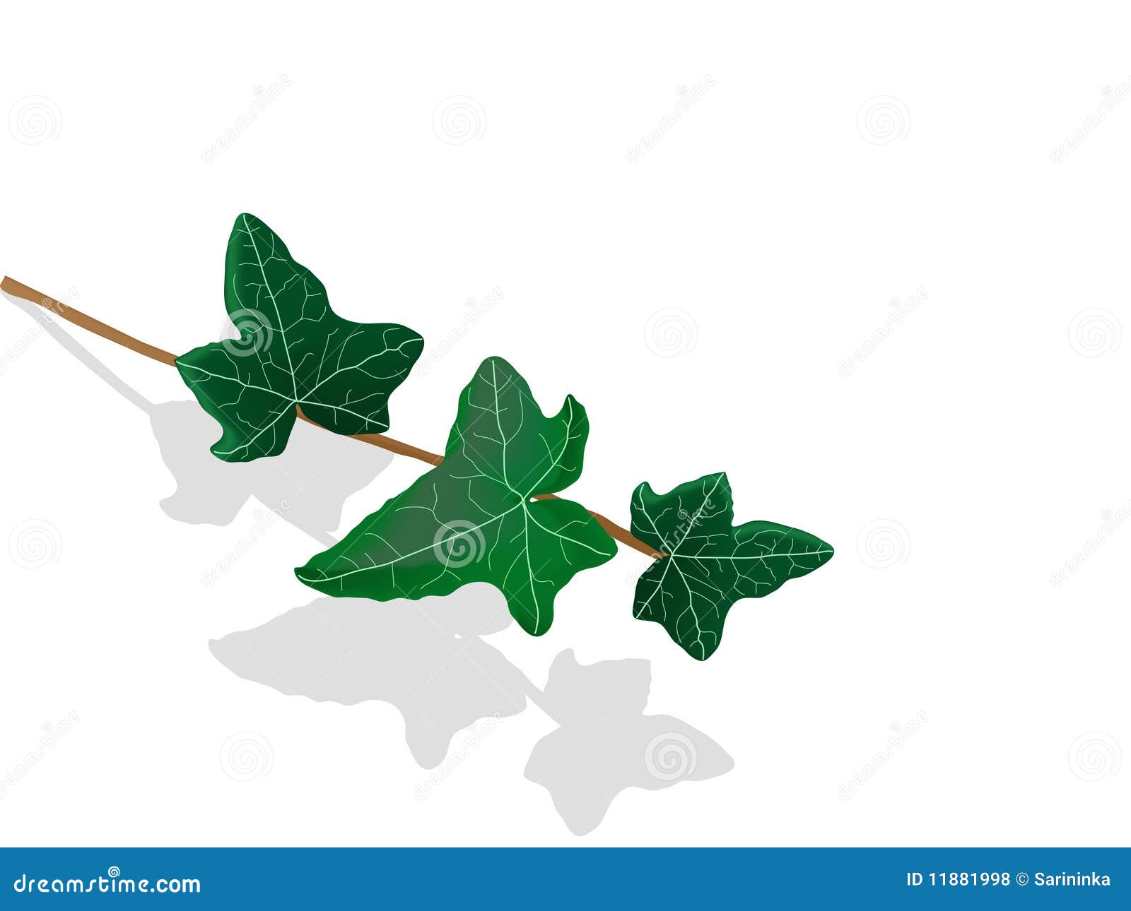 Ivy leaves stock vector. Illustration of design, flores - 11881998