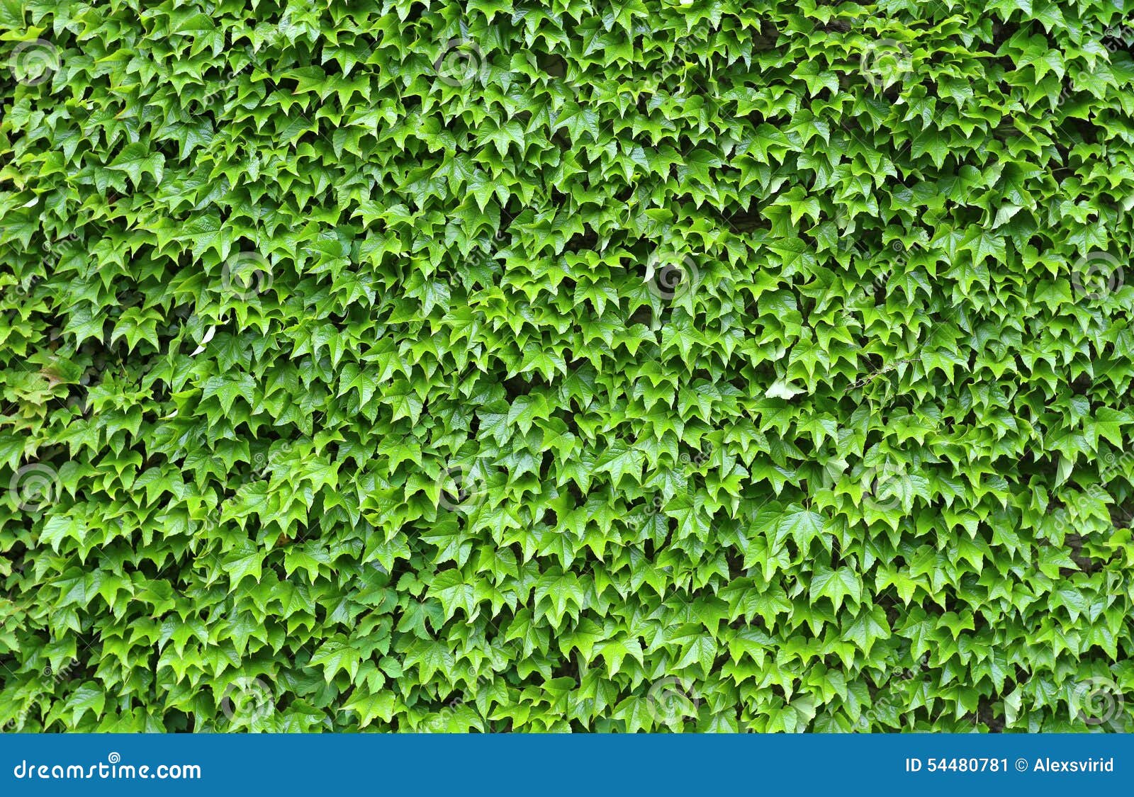 Ivy leaves background stock image. Image of flora, horticulture - 54480781