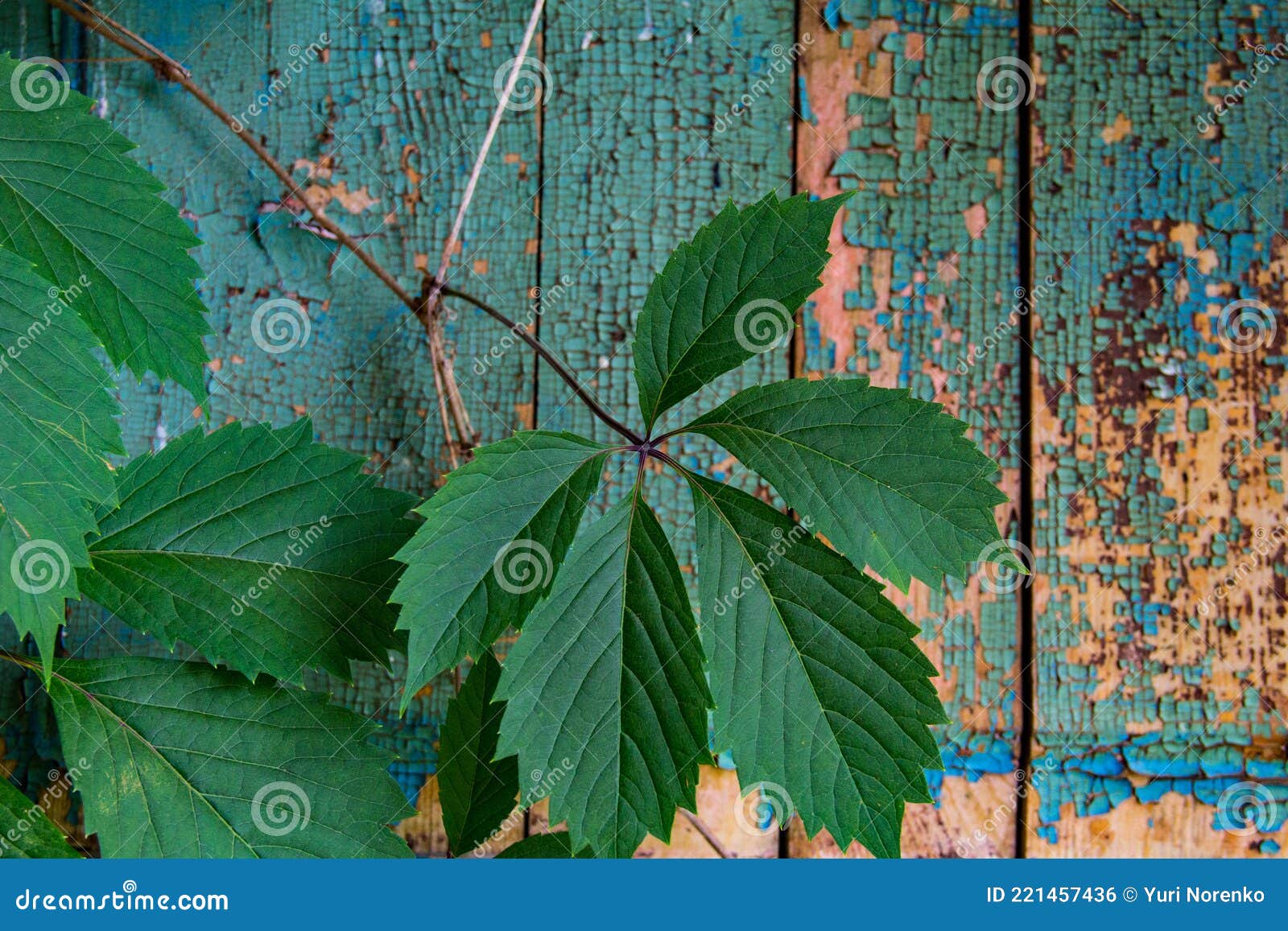 Ivy Leaves on a Background of Boards with Cracked and Crumbled Paint ...