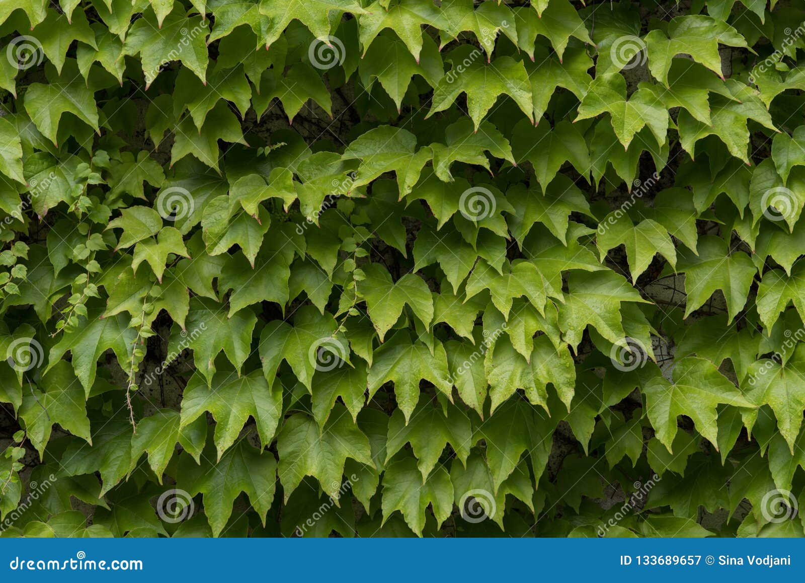 Ivy Leaves Growing on the Wall Stock Image - Image of background ...