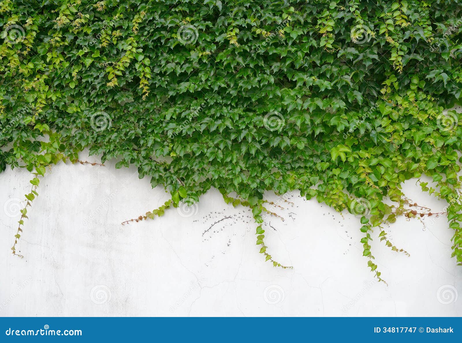 Ivy Leaves Isolated on Wall Stock Image - Image of nature, natural ...
