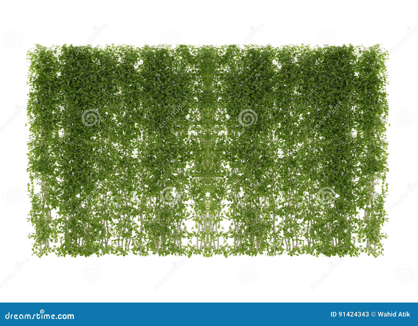 Ivy Leaves Isolated on a White Stock Image - Image of border, foliage ...