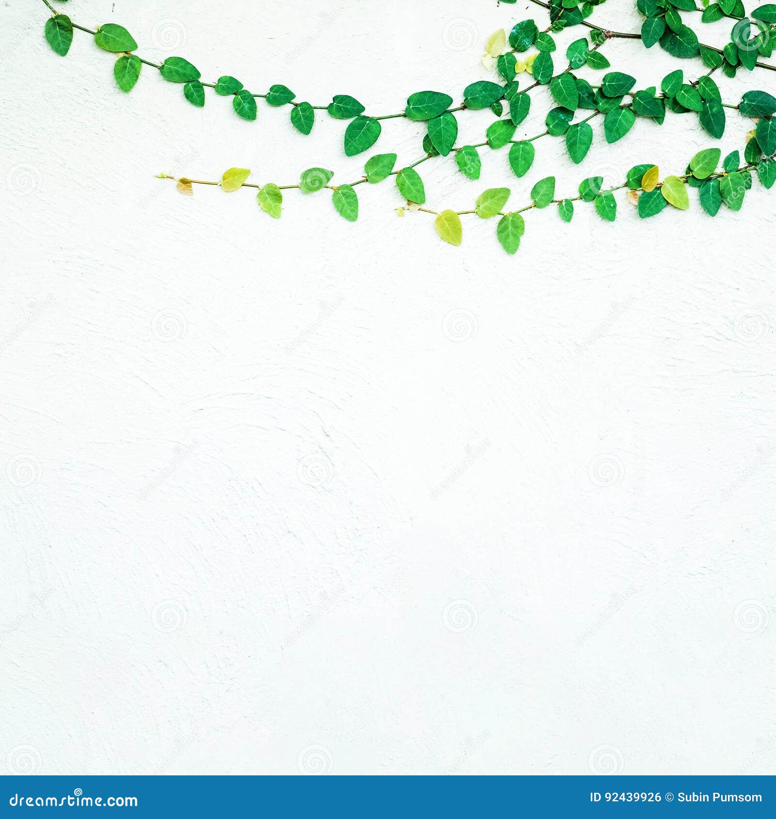 Ivy Leaves Isolated on White Background Stock Photo - Image of green ...