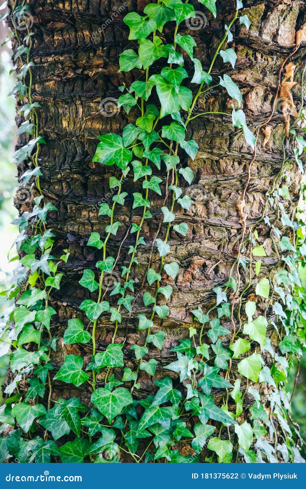 Ivy Leaves on the Palm Trees. Nature Texture Background Stock Photo ...
