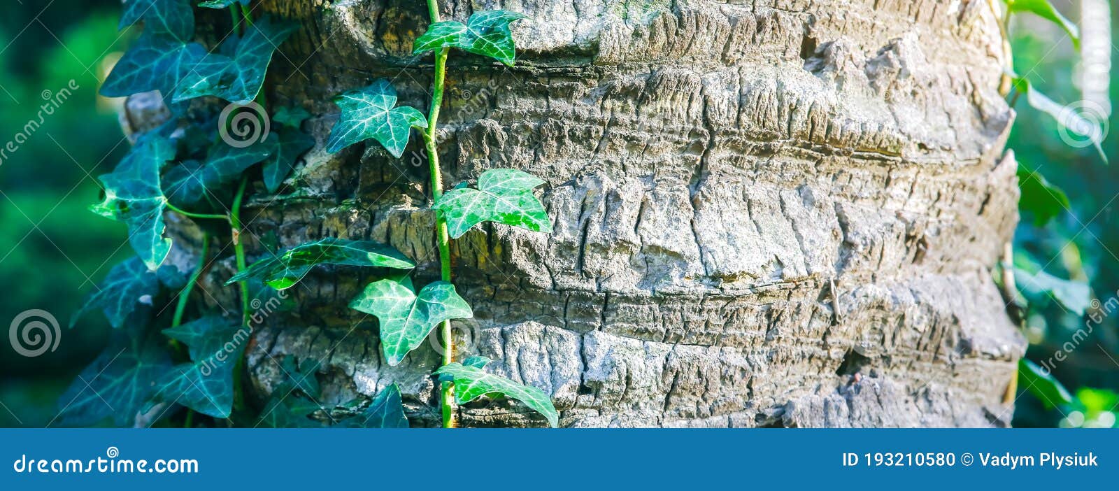 Ivy Leaves on the Palm Trees. Nature Texture Background Stock Photo ...