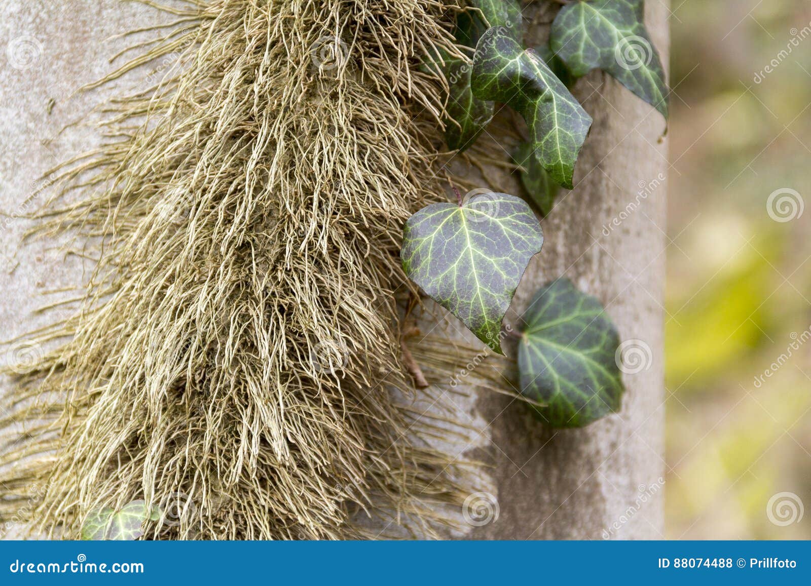Ivy leaves and stem stock photo. Image of crop, growth - 88074488