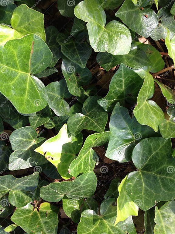 Ivy leaves texture stock image. Image of textures, nature - 50543005