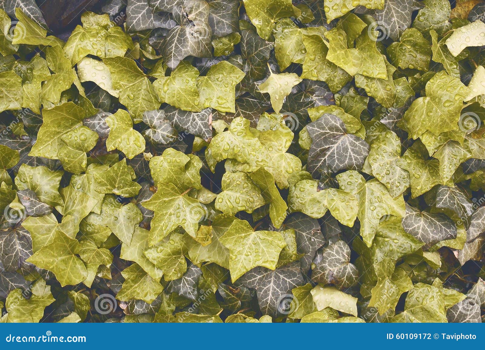 Ivy leaves texture stock photo. Image of green, ecology - 60109172