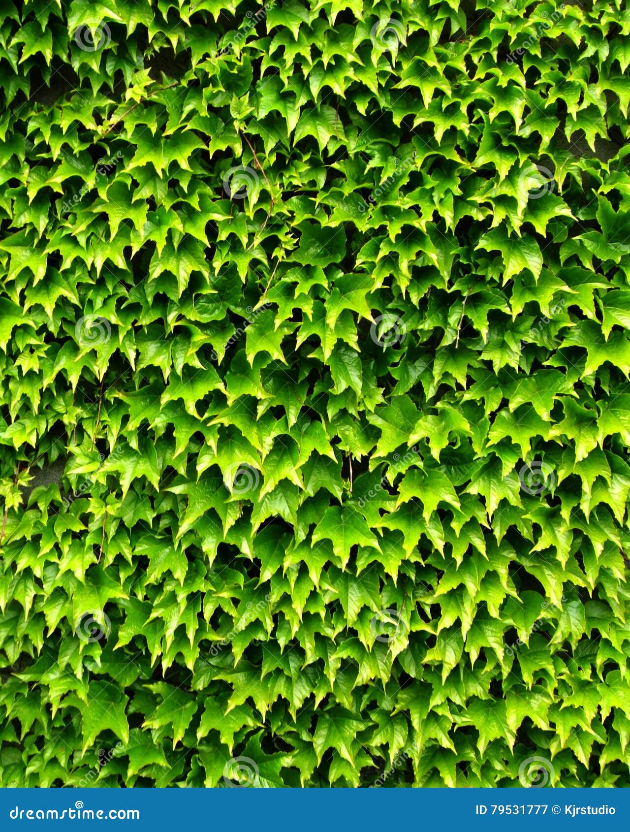 IVY Leaves very colorful stock image. Image of abstract - 79531777