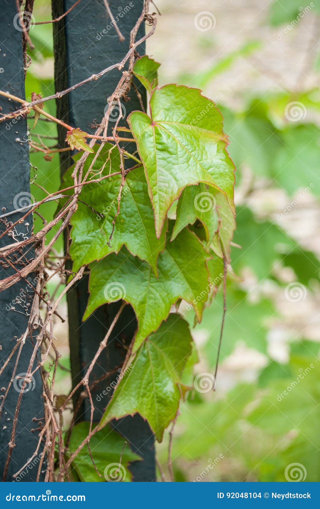 Ivy Leaves on Vintage Metallic Rusty Grid Stock Photo - Image of color ...