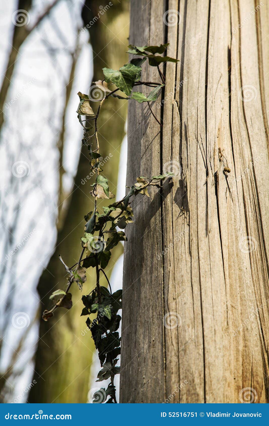 Ivy on log stock image. Image of plant, aged, leaves - 52516751
