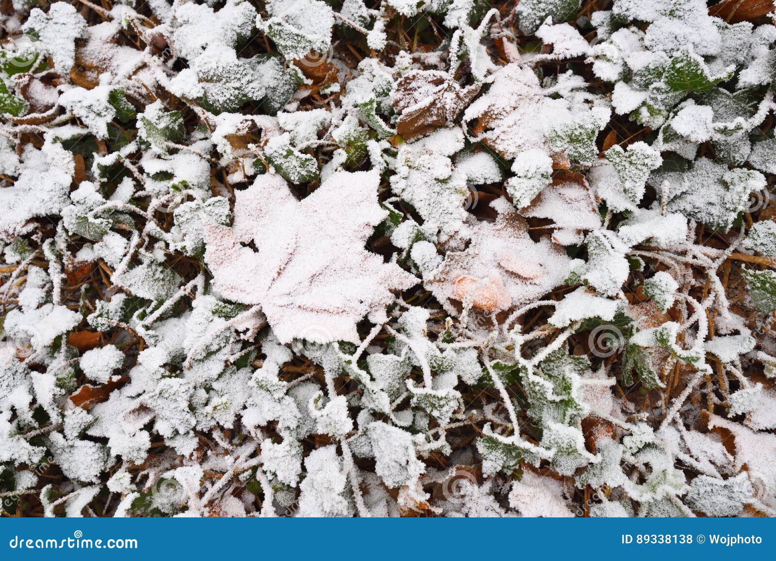 Leaf Covered Storm Drain In The Middle Of Shaggy Green Lawn, As A ...