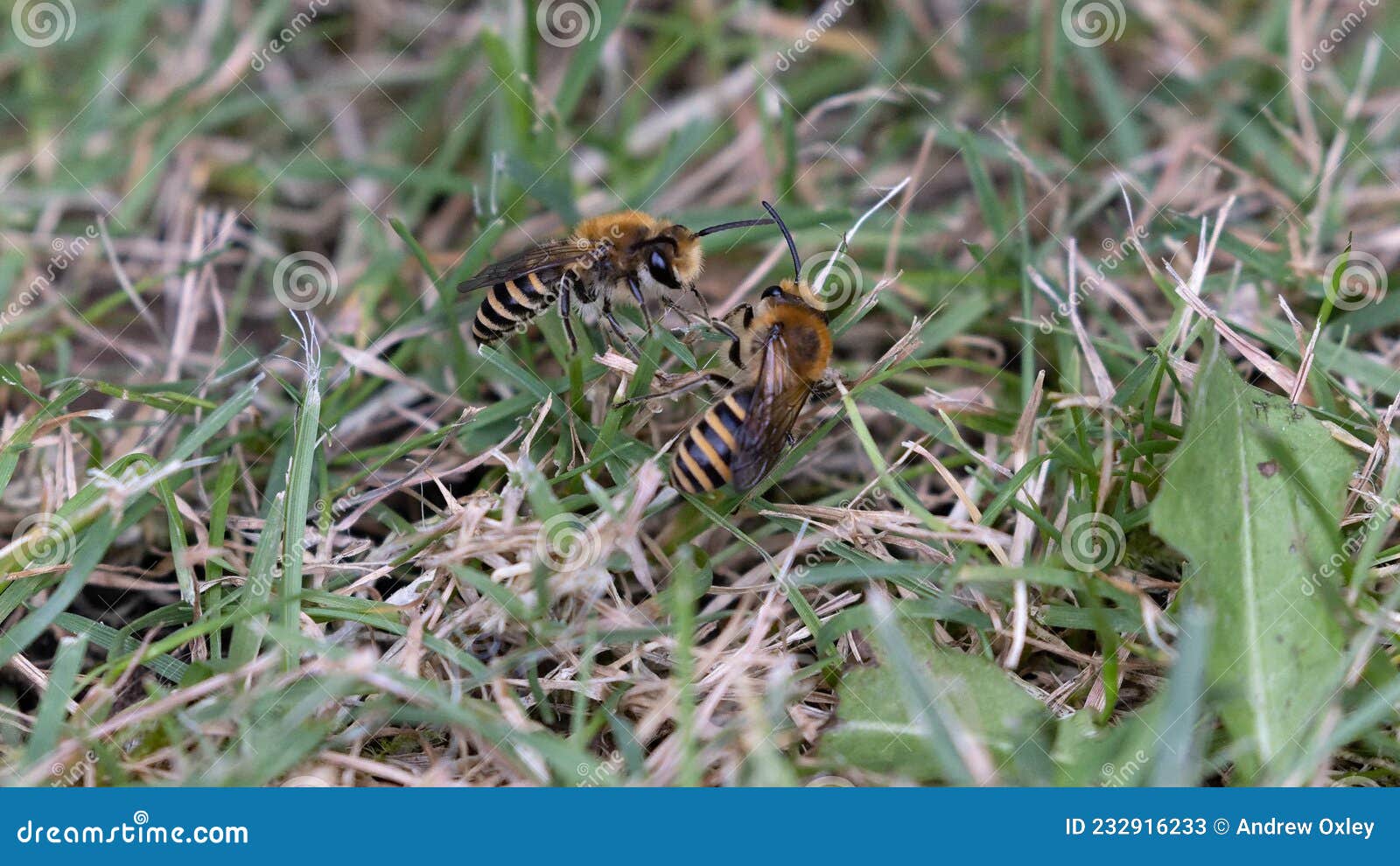 Ivy Mining Bees Colletes Hederae Stock Image - Image of lawn, macro ...