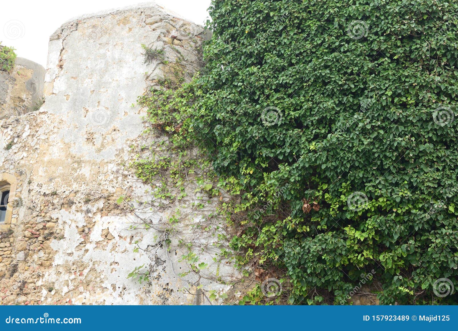 Ivy na parede imagem de stock. Imagem de arquitetura - 157923489