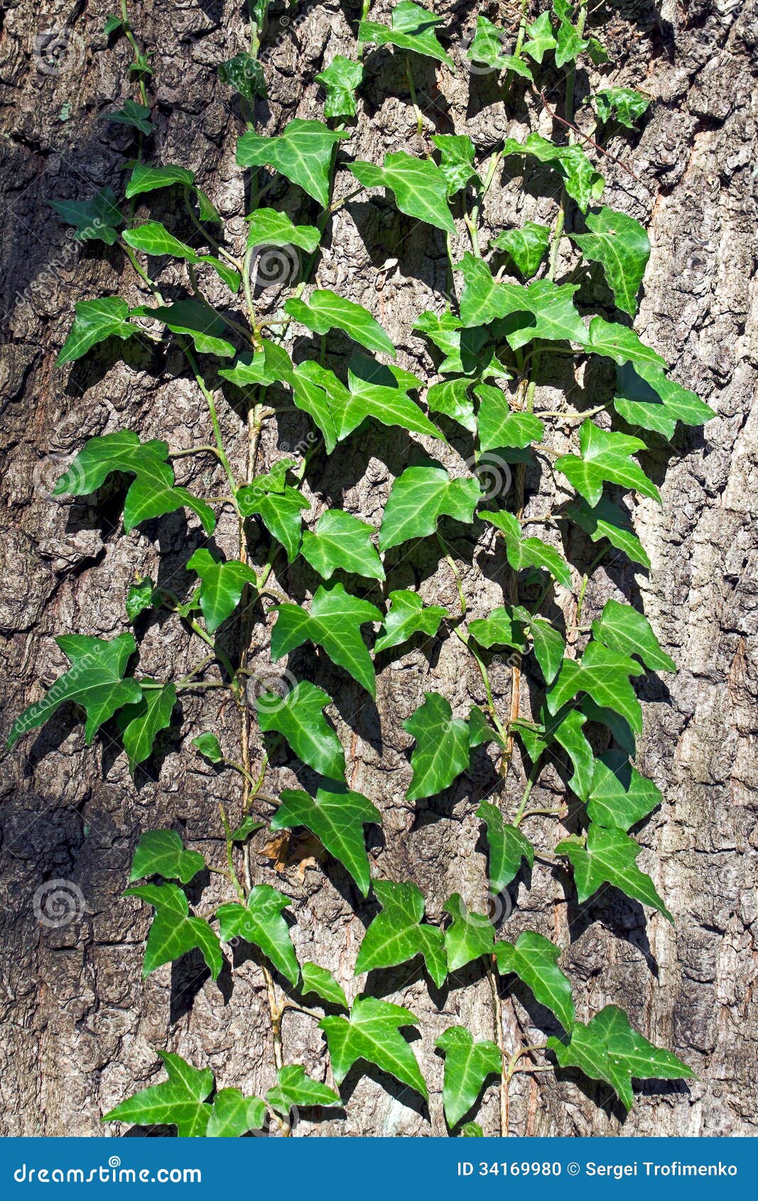 Ivy Ordinary or Ivy Climbing (lat. Hedera Helix) on the Trunk of the ...