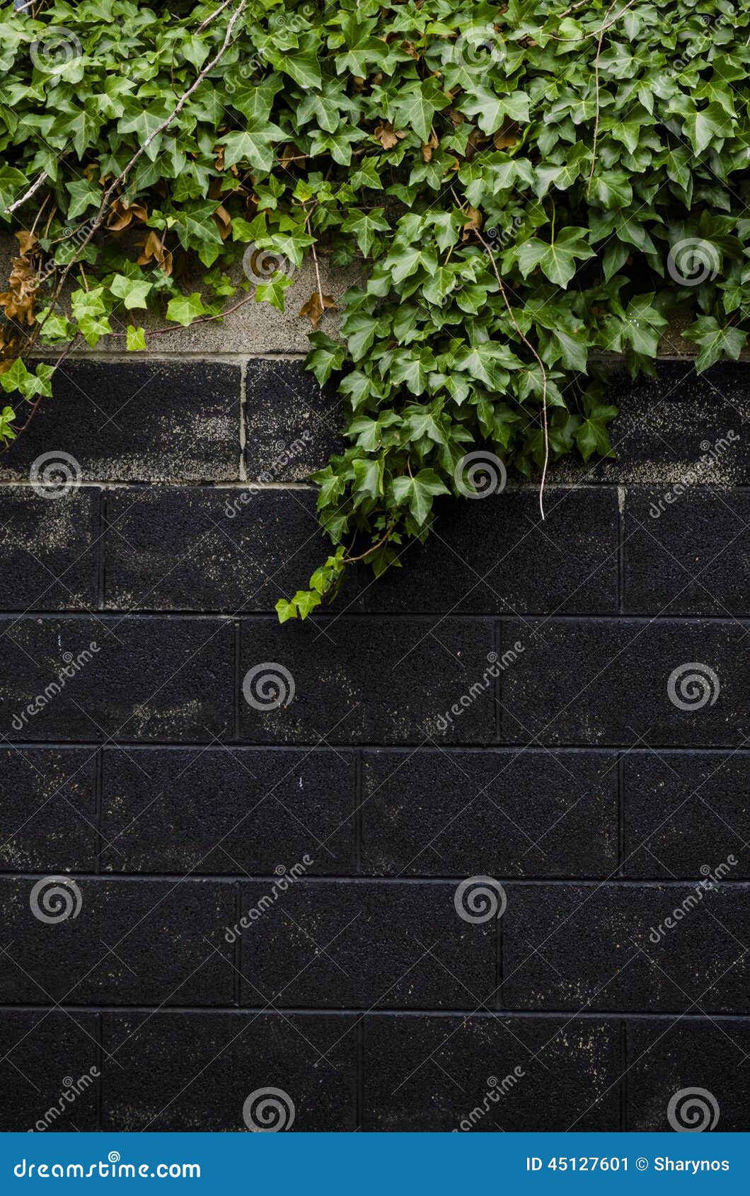 Ivy over black wall stock image. Image of black, lush - 45127601