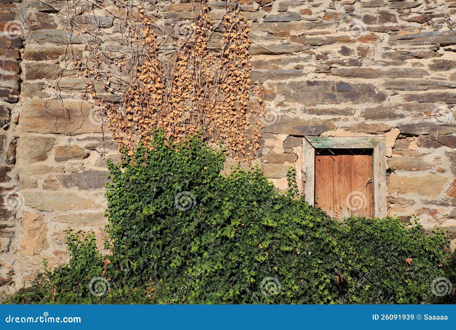 Ivy over stone wall stock image. Image of cover, wall - 26091939