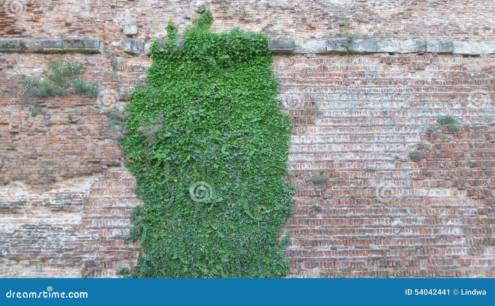 Ivy over the wall stock image. Image of charming, staggered - 54042441
