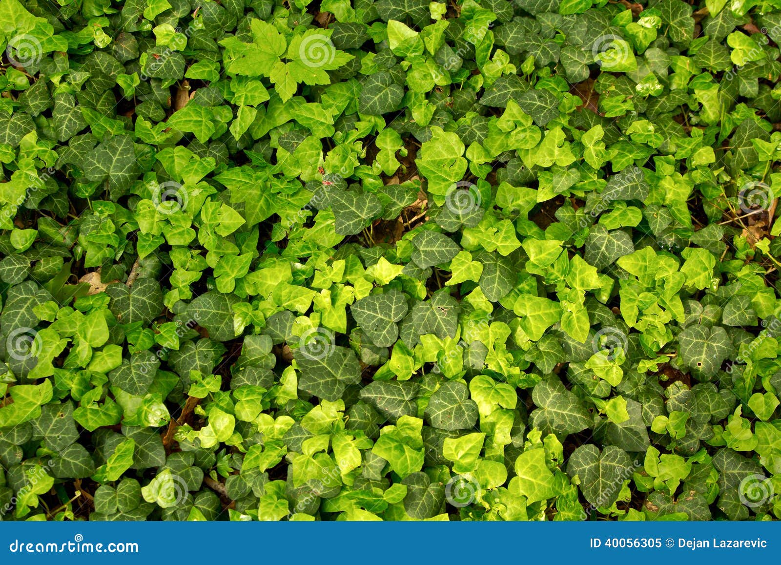 Ivy pattern stock image. Image of green, evergreen, carpet - 40056305