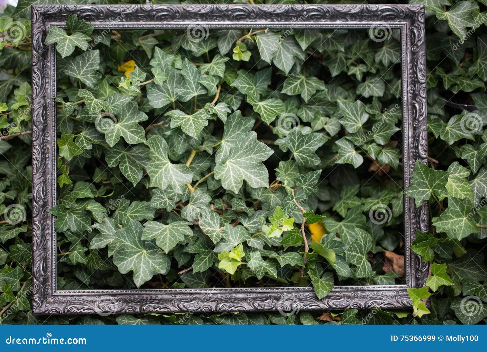 Ivy in the picture frame , stock image. Image of object - 75366999