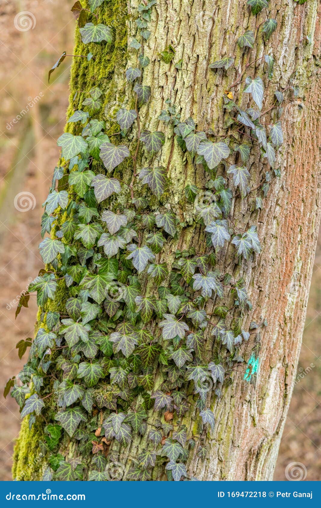 Ivy Plant Climbing Tree Stem Stock Photo - Image of green, environment ...