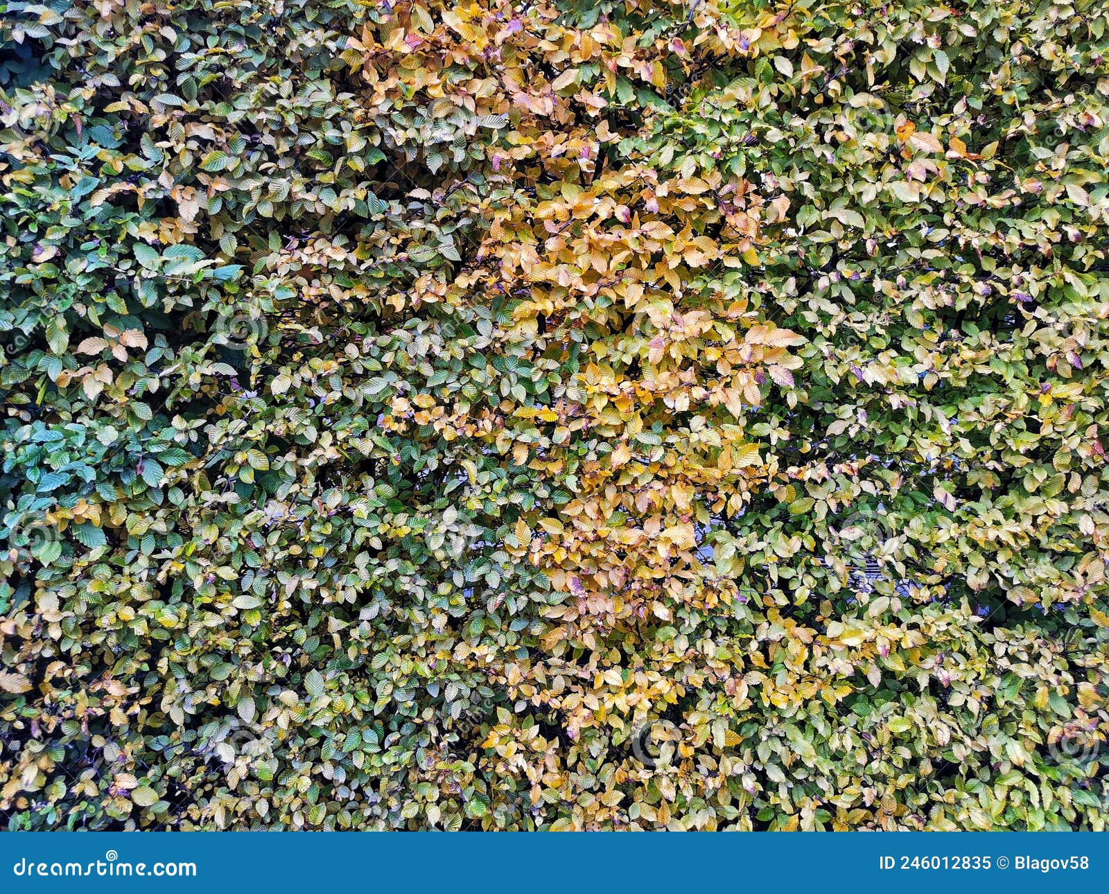 Ivy Plant Coloured Wall Abstract Background Stock Image - Image of ...