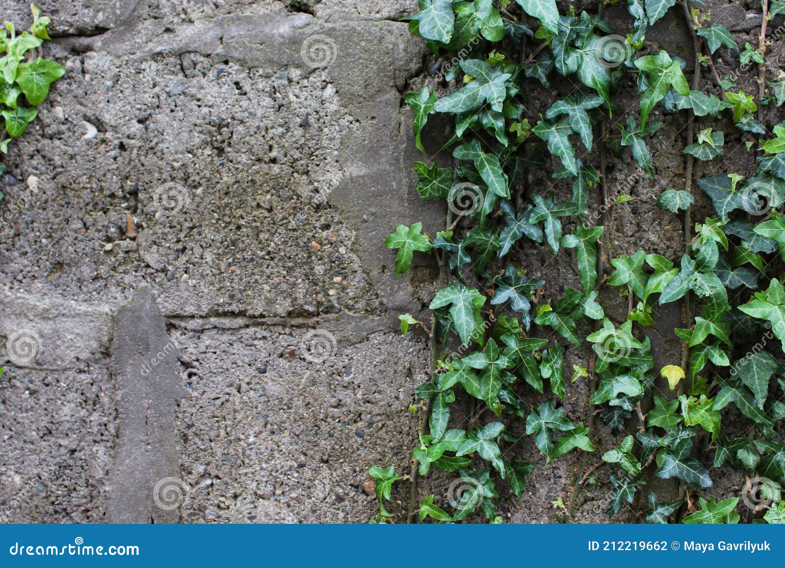 Ivy Plant and Concrete Gray Block Wall Stock Photo - Image of growth ...