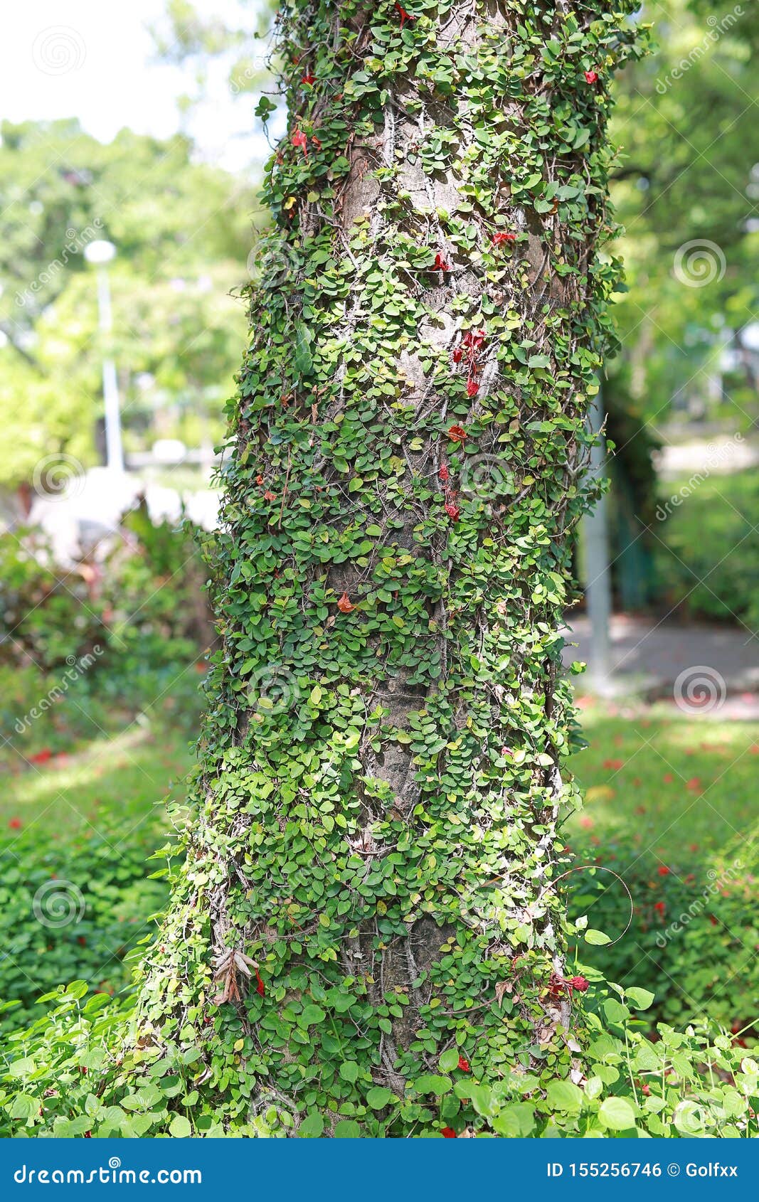 Ivy Plant Crawling and Growing on a Trunk of a Tree. Parasite Covering ...