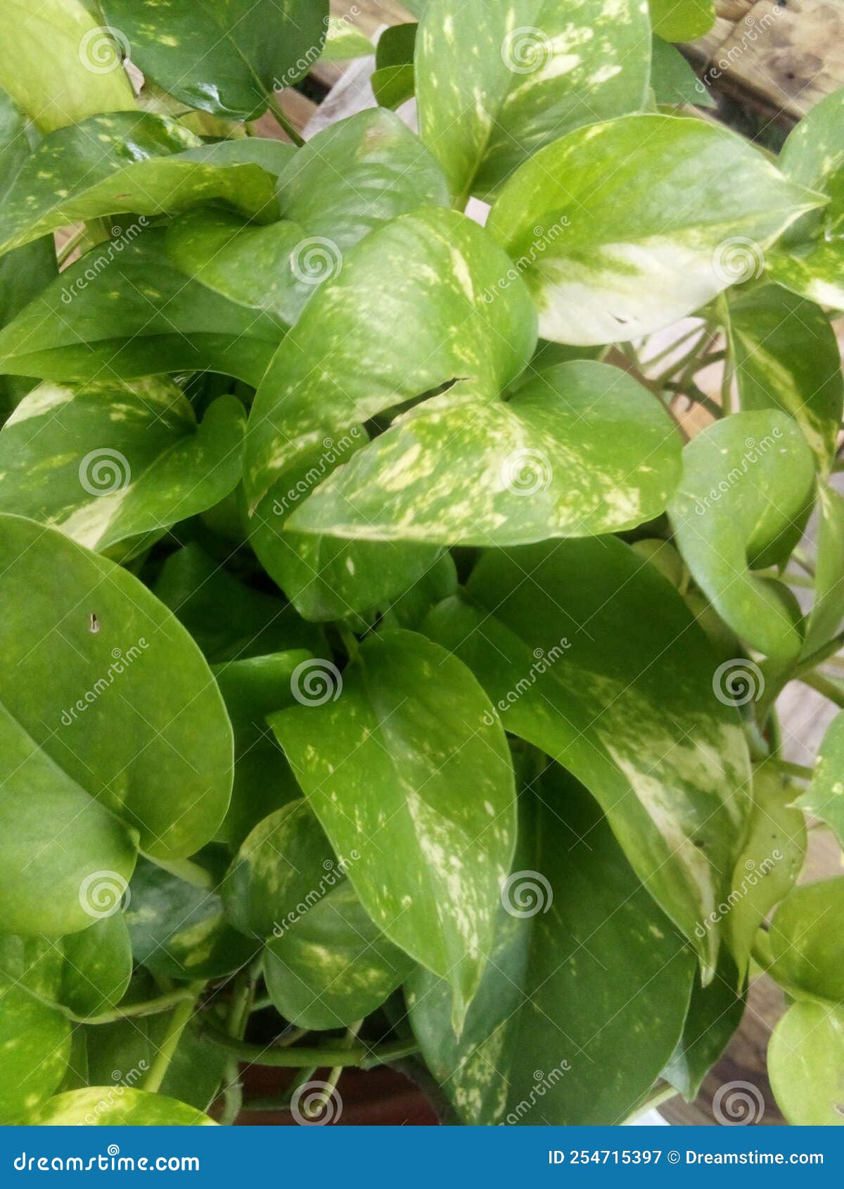 Ivy Plant. Grows Long and Makes Vines Stock Image - Image of vines ...