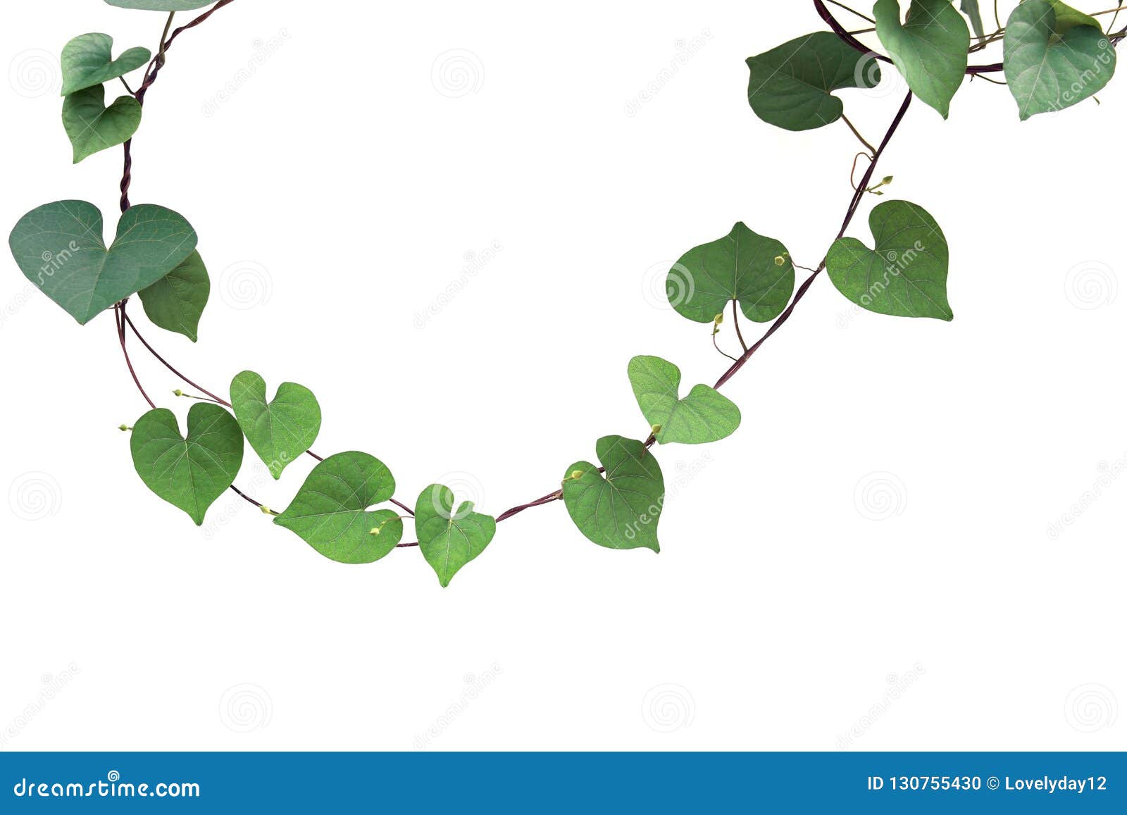 Ivy plant isolate on white stock photo. Image of vegetation - 130755430