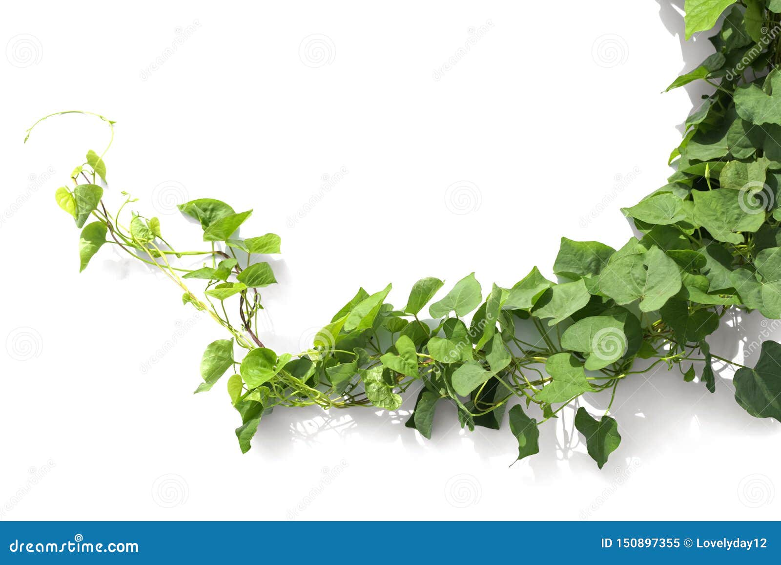 Ivy Plant Isolate on White Background Stock Image - Image of border ...