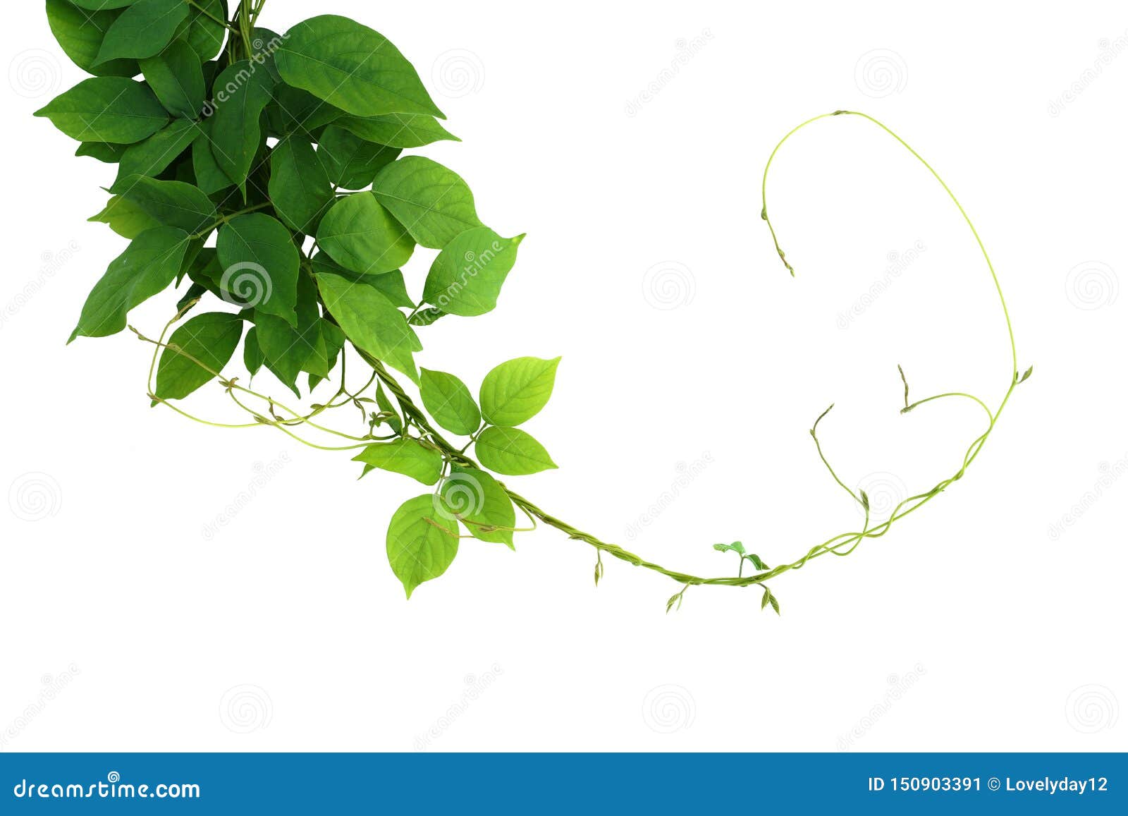 Ivy Plant Isolate on White Background Stock Image - Image of fresh ...
