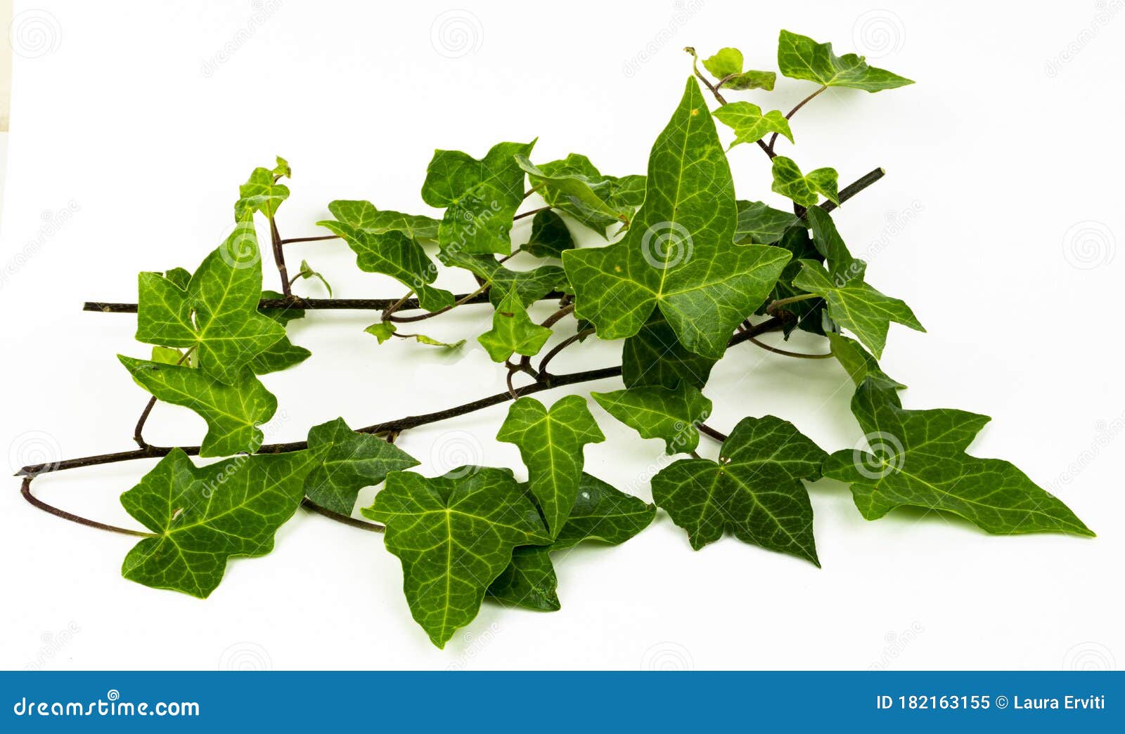 Ivy Plant Isolated on White Background Stock Image - Image of flora ...