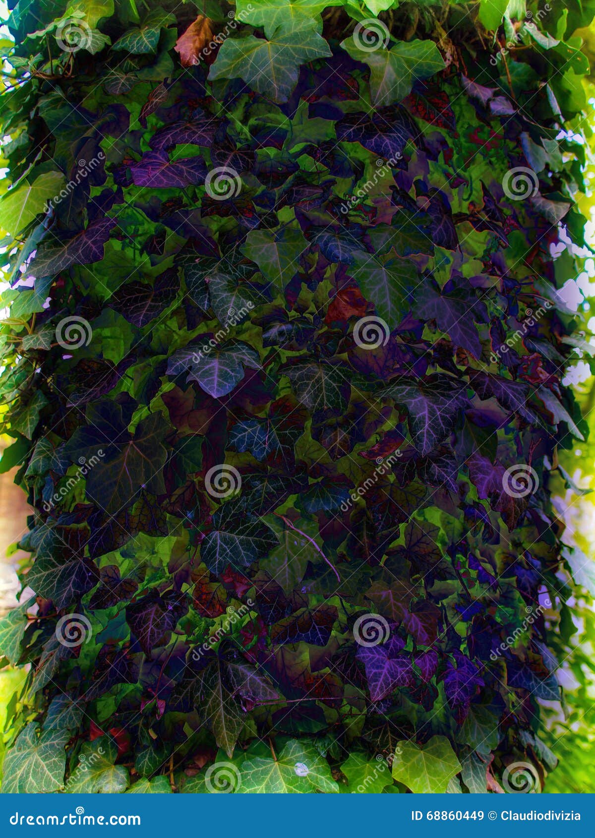 Ivy Plant, Psychedelic Colors Stock Image - Image of leaf, nature: 68860449
