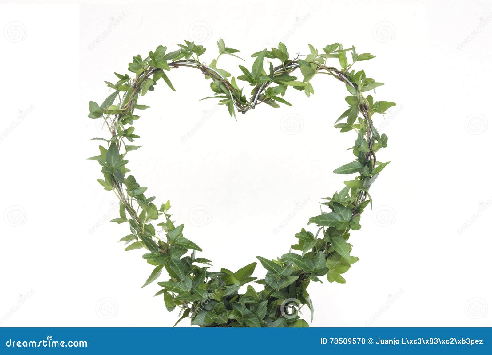 Ivy Plant with Shape of a Heart with White Isolated Background Stock ...
