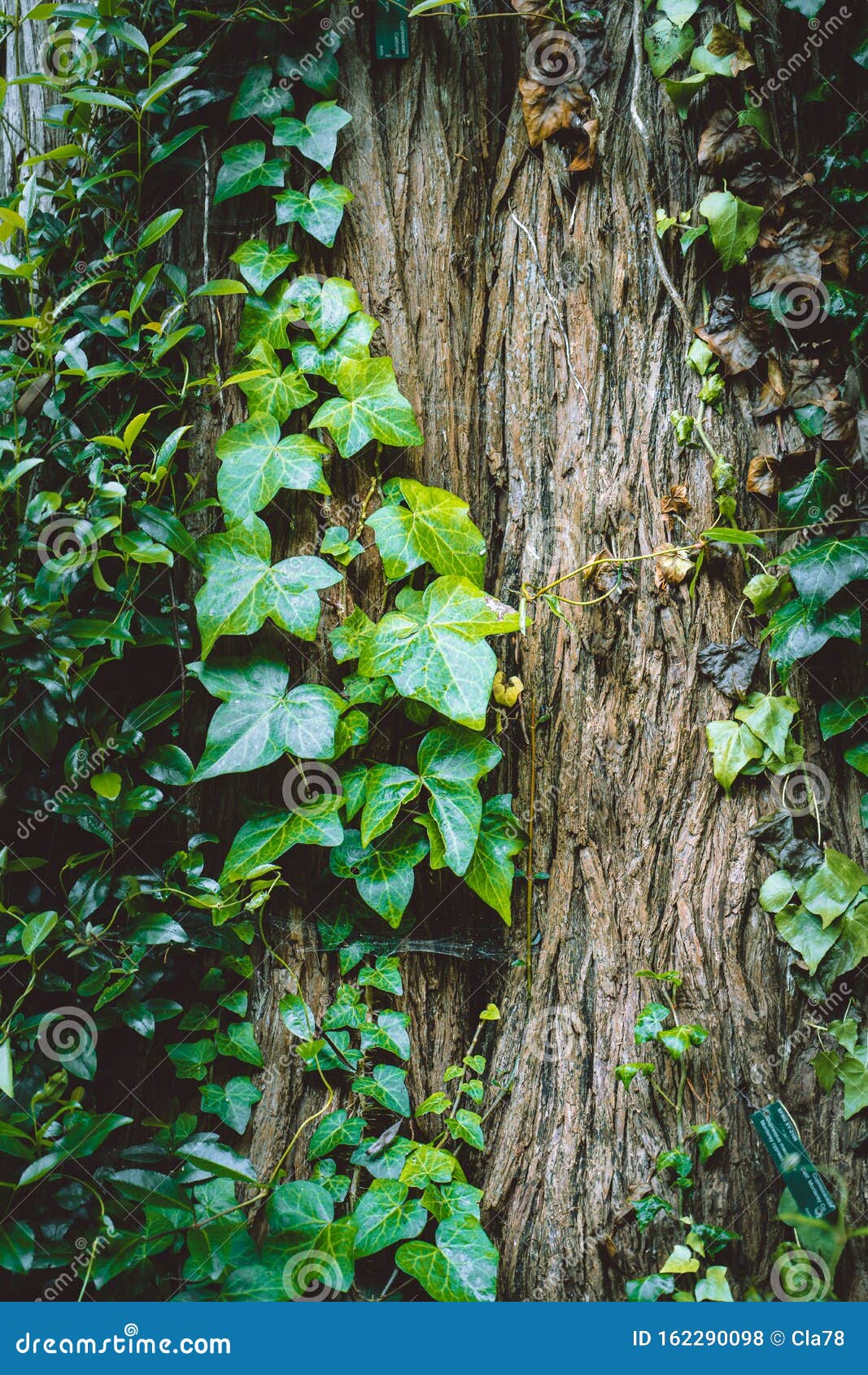 Ivy plant on a tree stock photo. Image of green, environment - 162290098