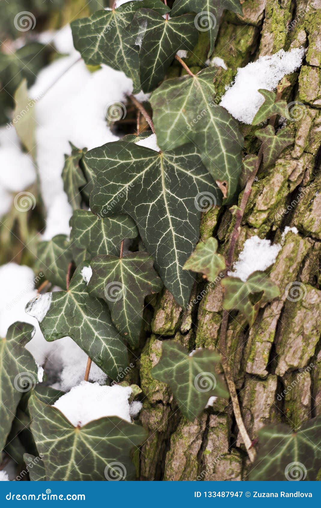 Ivy Plant, Tree and Snow in Winter, Background Stock Image - Image of ...