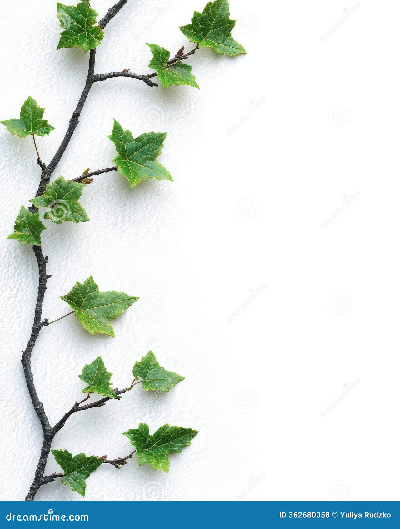 Ivy Plants Dangling in Isolation on a Transparent Background Stock ...