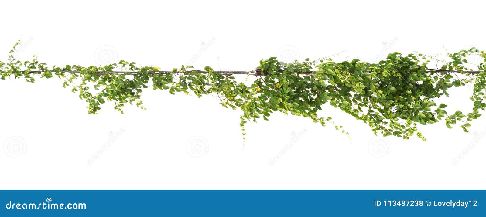 Ivy on Pole Isolate on White Stock Photo - Image of isolate, bush ...