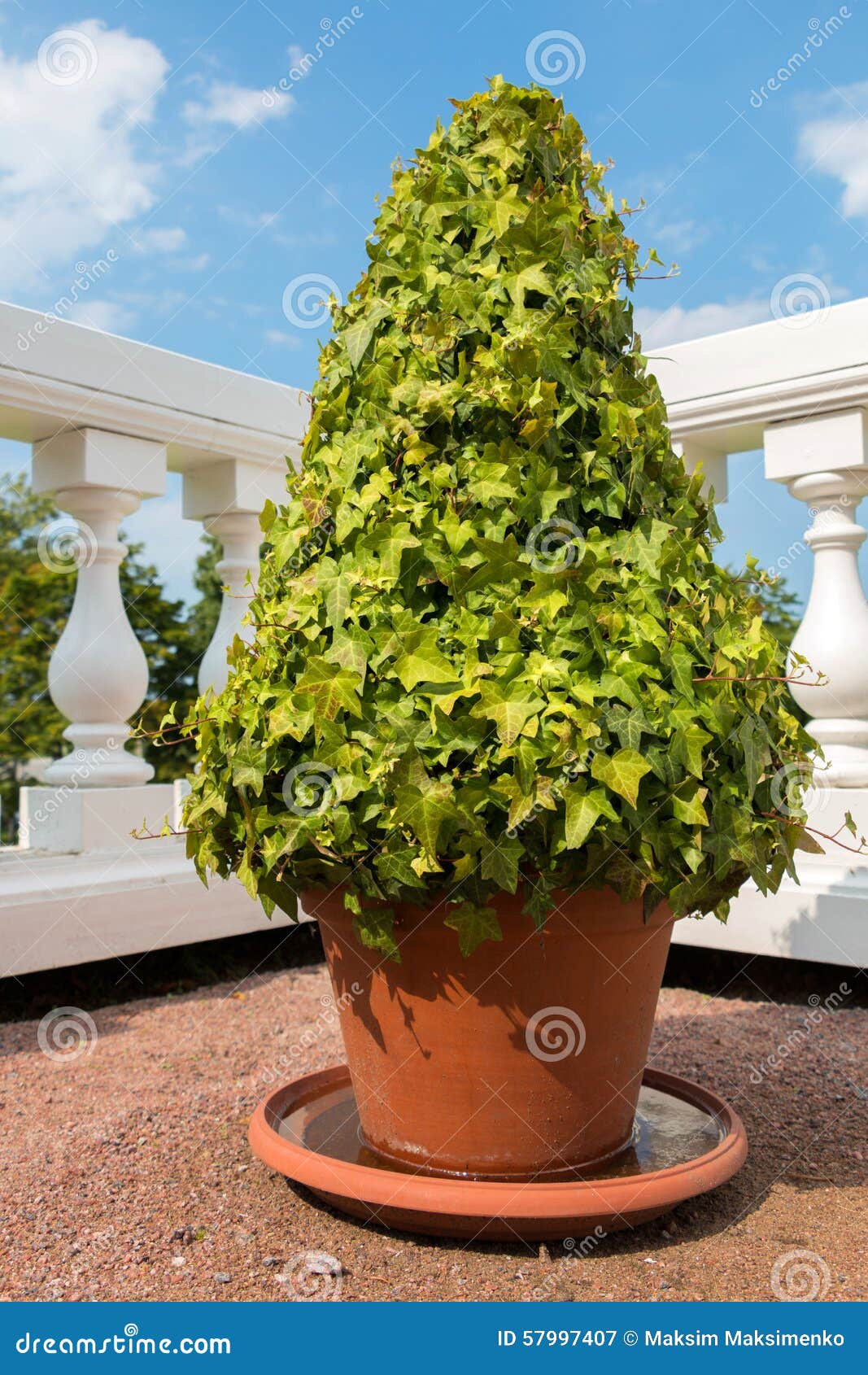 The ivy in a pot stock image. Image of ornate, relaxation - 57997407
