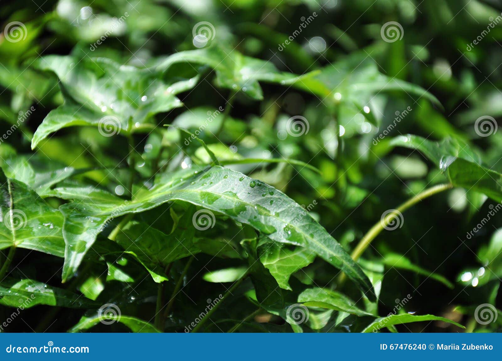 Ivy after rain stock photo. Image of plants, morning - 67476240
